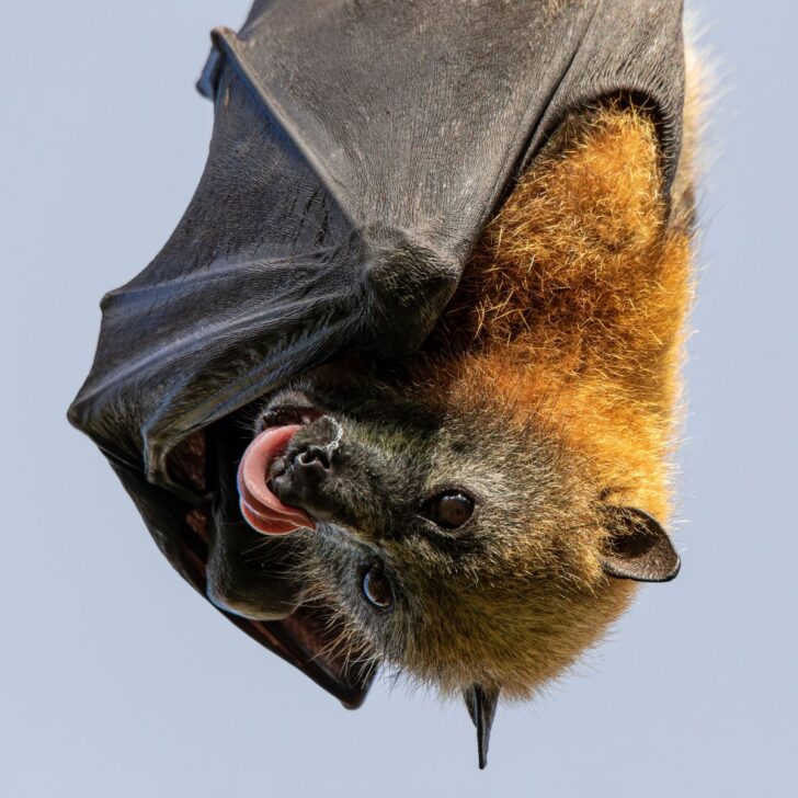 Real Or Fake? The Internet Is Buzzing Over This Jaw-Dropping Photo Of A ...