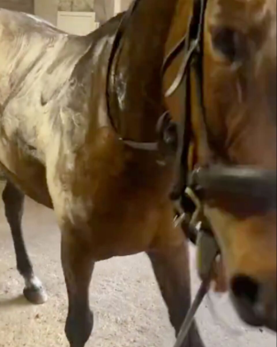 Millions Of People Shocked To Learn What Horse Sweat Actually Looks Like