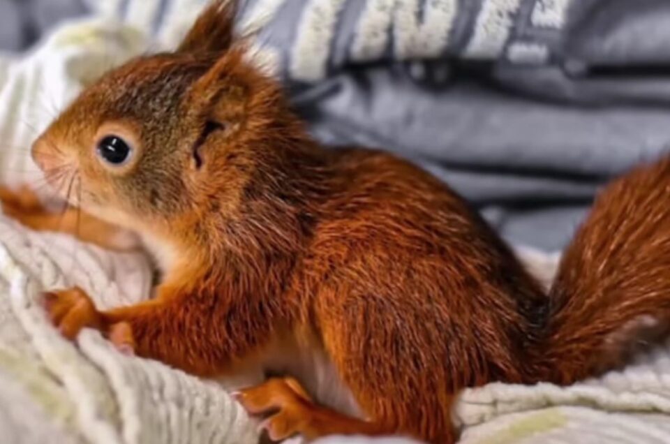 After His Best Friend Passed Away, Mourning Cat Finds Comfort In A Tiny ...