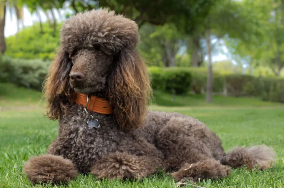 19 Big Fluffy Dog Breeds That Are Made For Cuddling