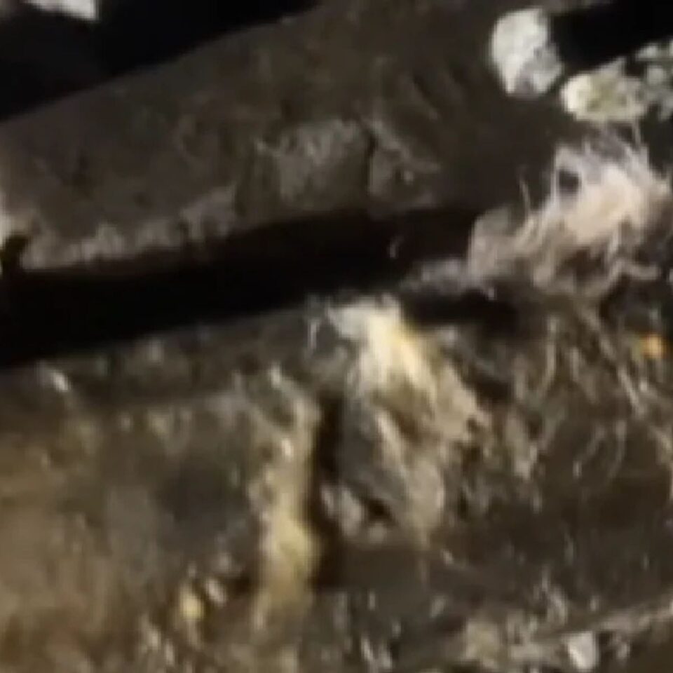 Scared Raccoon Frozen To The Railroad Tracks Gets Rescued Just In Time