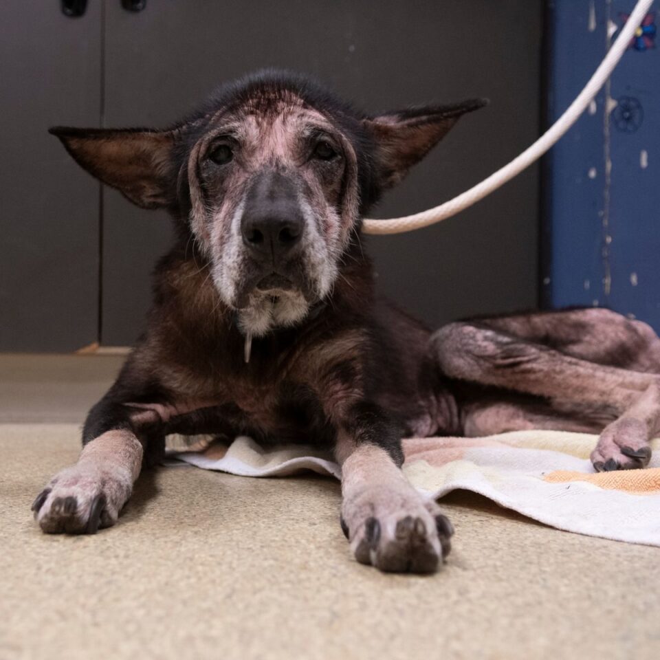 Neglected Senior Dog Finally Gets Rescued And Her Transformation Will ...
