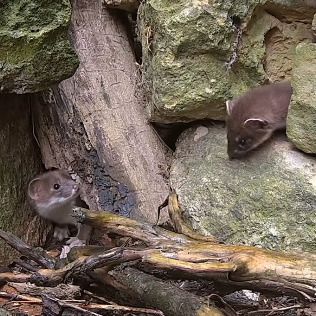 Orphaned Baby Stoat Can’t Contain Her Joy When She Meets A Friend Who's ...