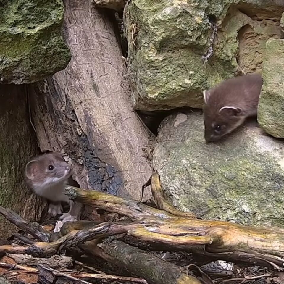 Orphaned Baby Stoat Can’t Contain Her Joy When She Meets A Friend Who's ...