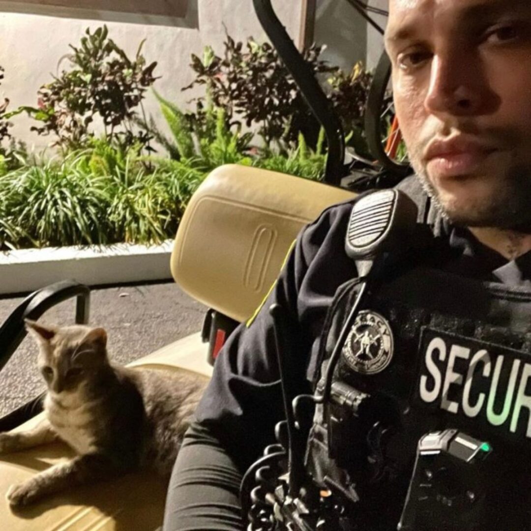 Stray Cat Follows Security Guard On Night Shift, He Takes Her Home ...