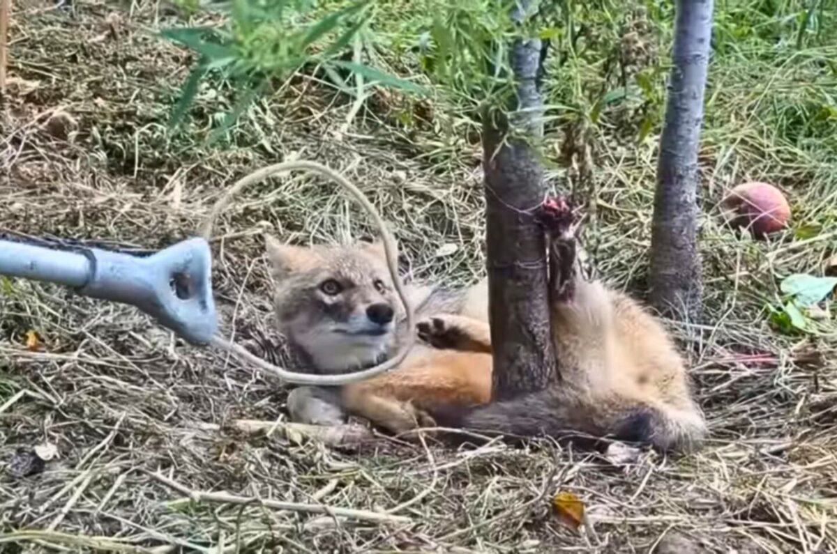Brave Rescuers Discover Injured Fox Caught In Wire Trap, But Her Paw ...