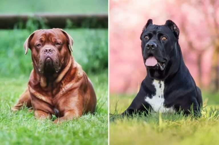 24 Fascinating Cane Corso Mixes You Need To Meet Right Now