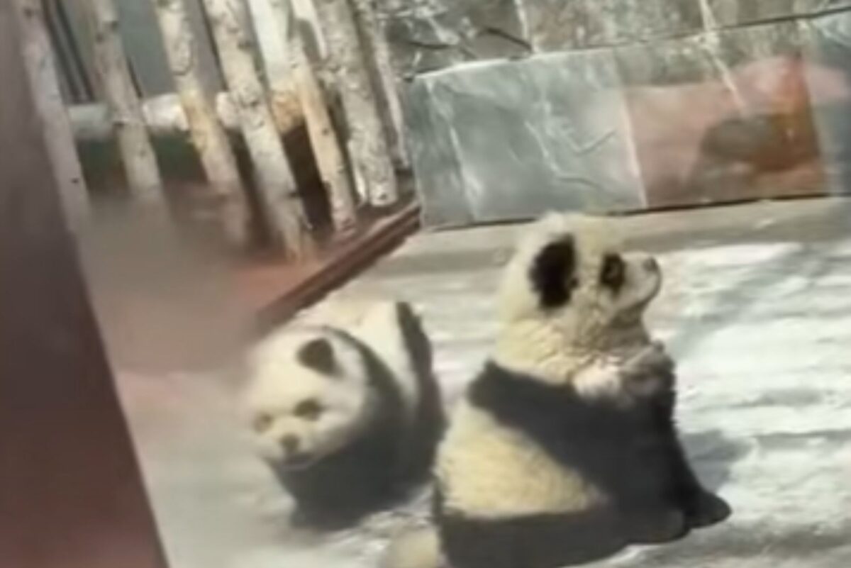 Visitors Outraged After This Zoo’s Shady Practice Is Exposed Leaving ...