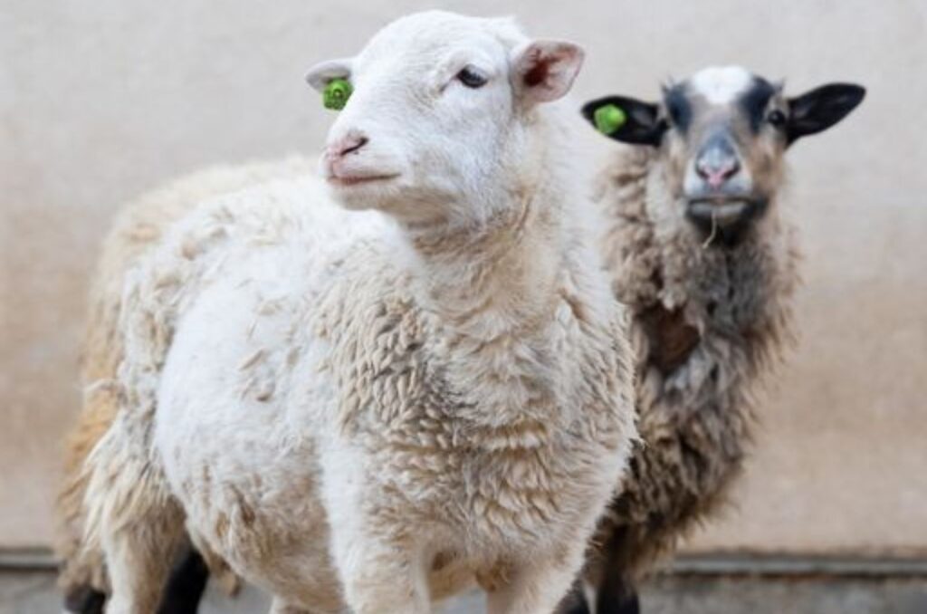 After A Life Of Cruel Neglect, Two Sheep Friends Find Healing Together ...