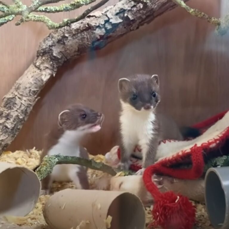 Orphaned Baby Stoat Can’t Contain Her Joy When She Meets A Friend Who's ...