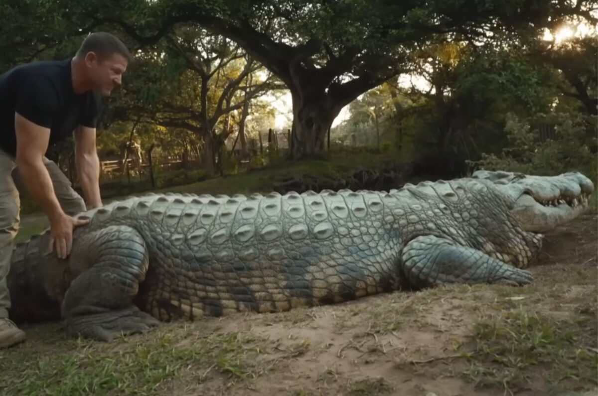 World's Oldest Crocodile At 124 Is A Busy Dad With Over 10,000 'Kids ...