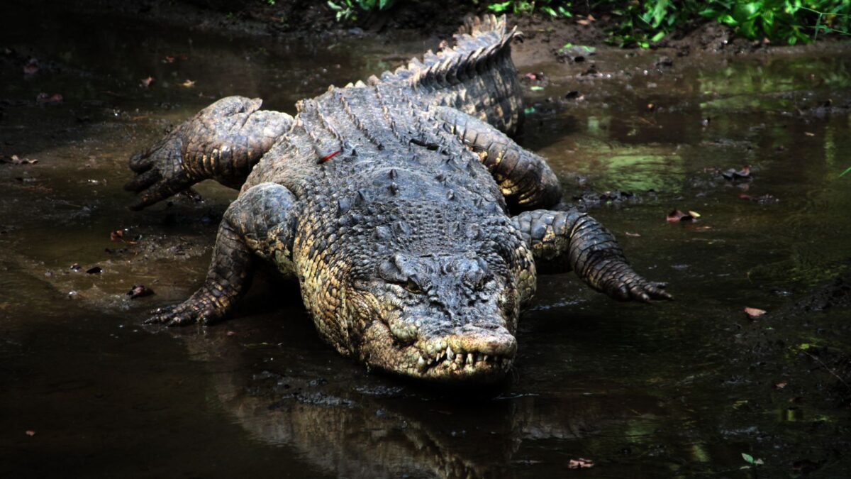 8 Animals Whose Incredible Strength Will Make You Question Nature