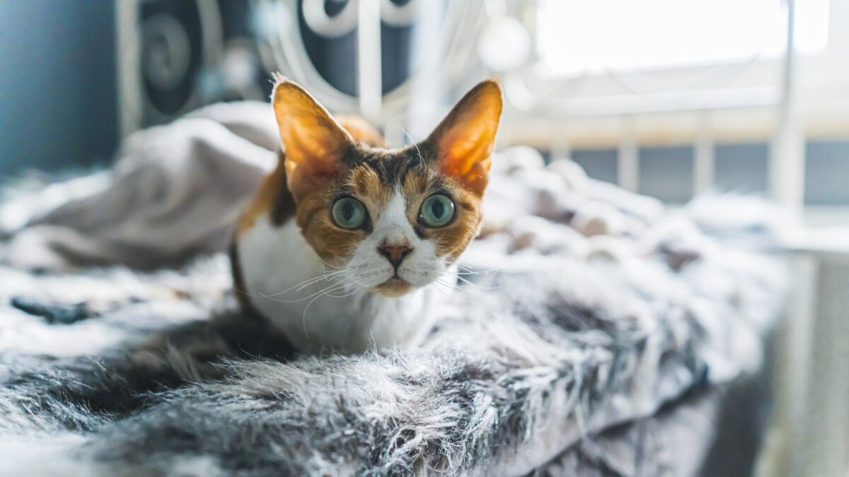 10 Cat Breeds With Unique Physical Features Everyone's Talking About