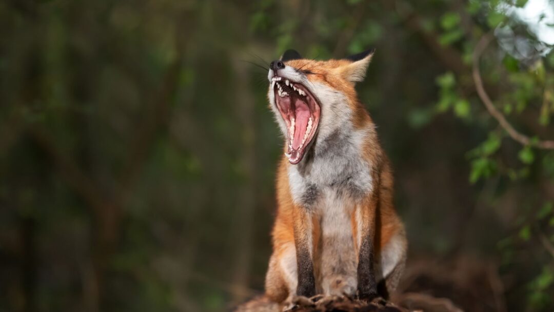 8 Loud Animals You Can Hear From Miles Away
