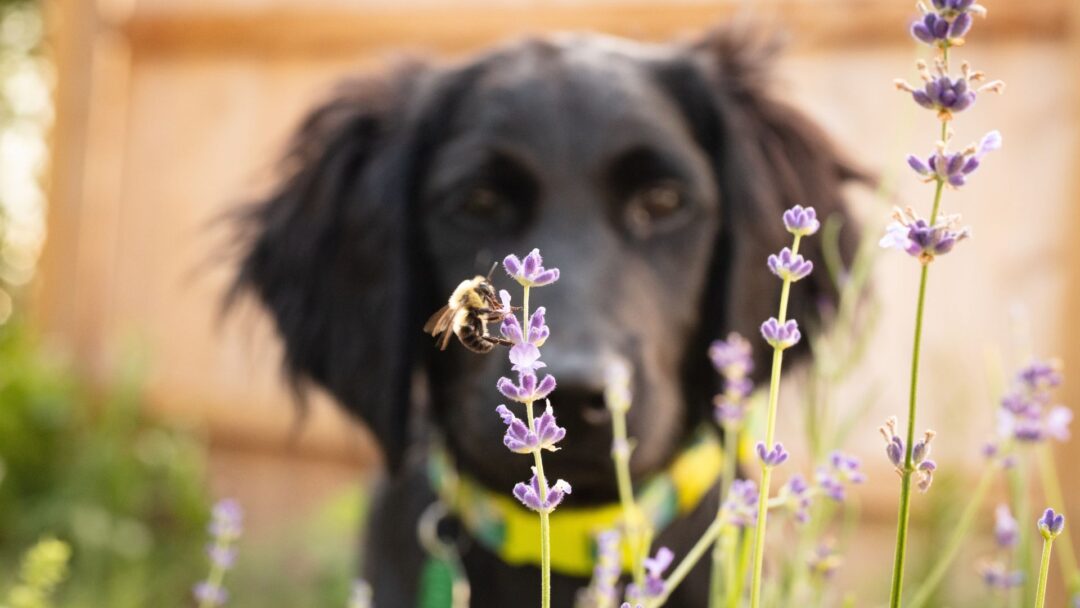 10 UnBEElievable Dogs That Ate Bees