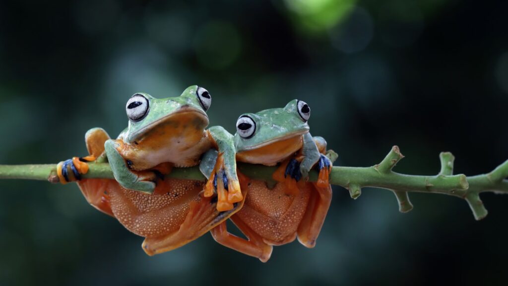 9 Animals With Fascinating and Unique Communication Styles