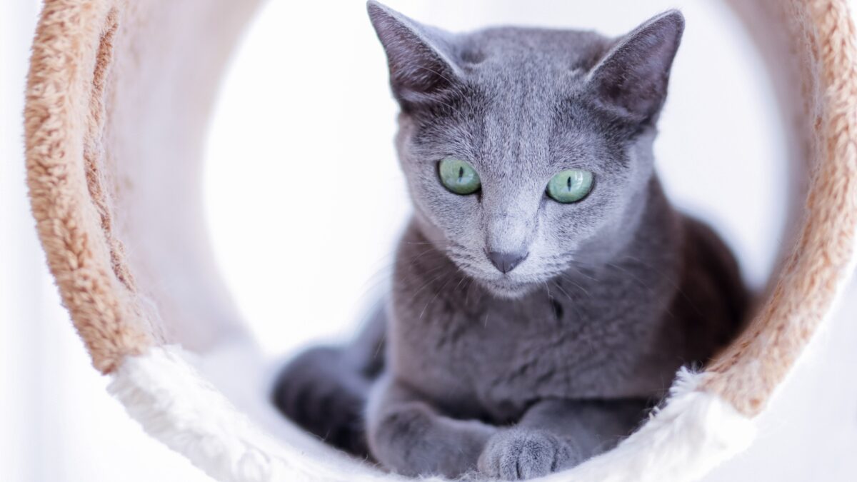 11 Cat Breeds With Beautiful Blue Fur That Will Steal Your Heart