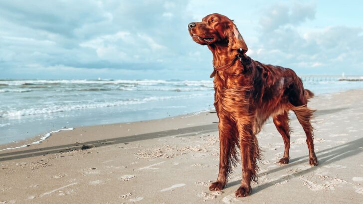 9 Dog Breeds Known For Their Strong Hunting Instincts