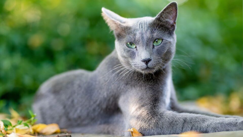 11 Gorgeous Gray Cat Breeds With Stunning Green Eyes - Animalko