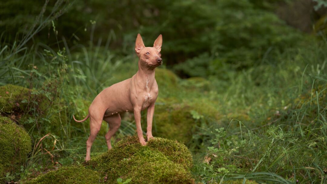 11 Hairless Dog Breeds That Show Bald Truly Is Beautiful