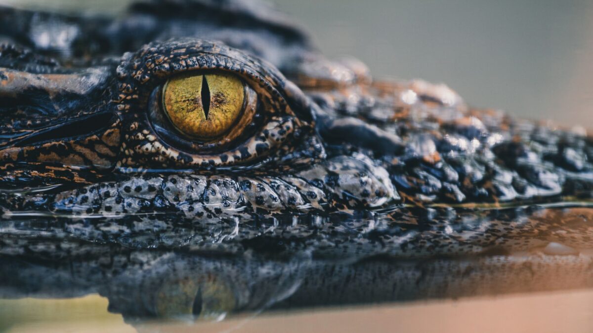 9 Of Nature’s Sneakiest Predators Whose Attacks Are An Art Of Ambush