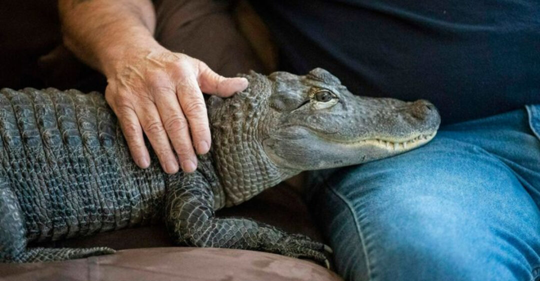 11 States Where Owning An Alligator As A Pet Is Legal