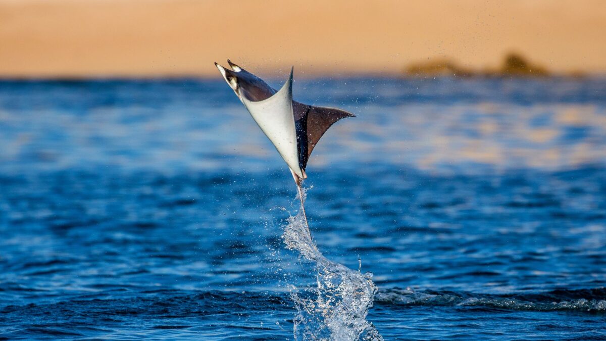 10 Animals That Can Fly Without Wings