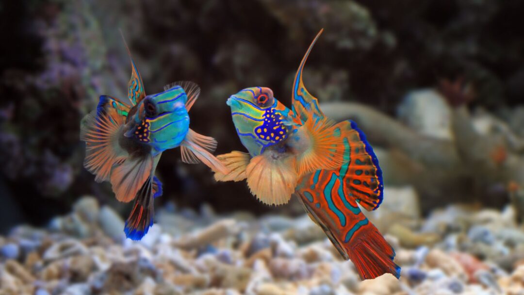 10 Animals Whose Patterns And Colors Make Them Stand Out