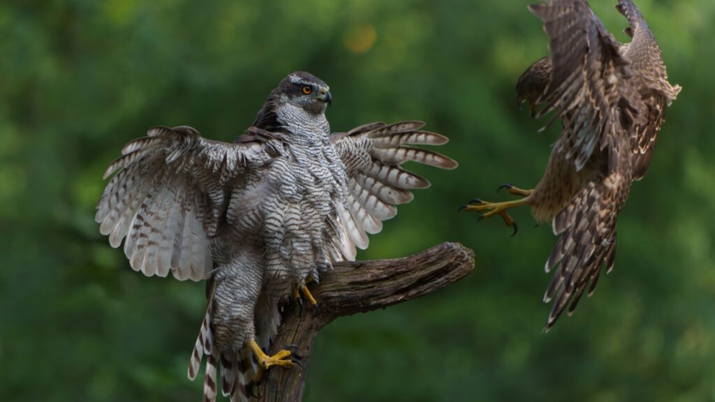 12 Fearsome Birds Of Prey In America And Their Incredible Hunting Skills