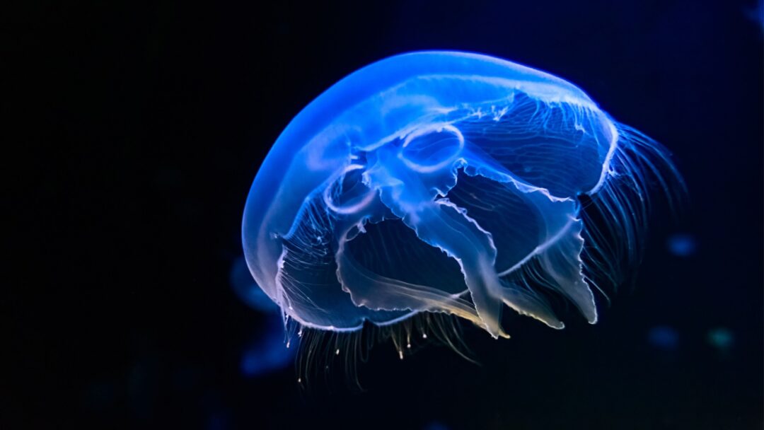12 Glowing Animals You Won’t Believe Exist