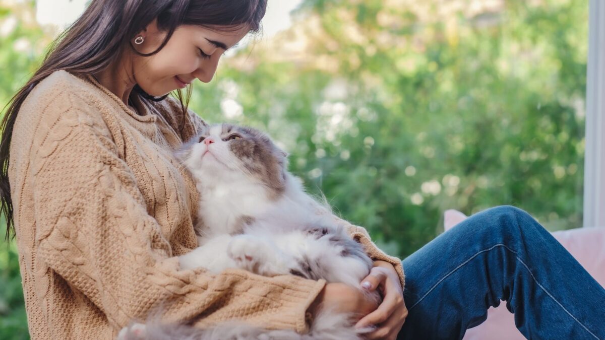 10 Lap Cat Breeds That Are Perfect For Long Cuddles