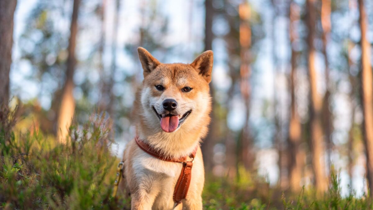 10 Most Talkative Dog Breeds That Love To Bark And Always Have ...