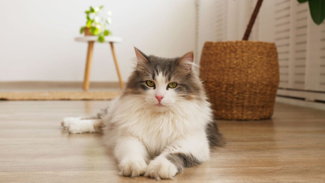 10 Independent Cat Breeds That Can Handle Alone Time Very Well