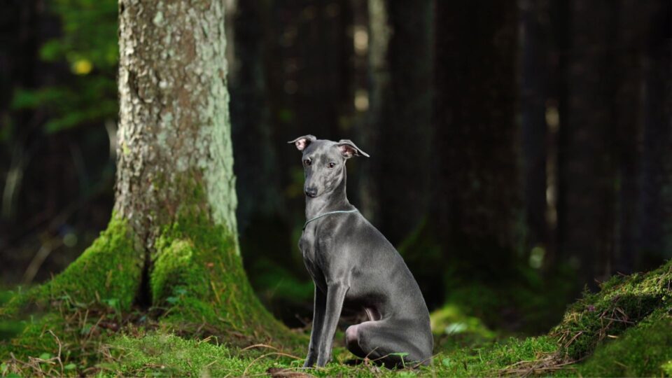 13 Brindle Dog Breeds That You Need To Check Out