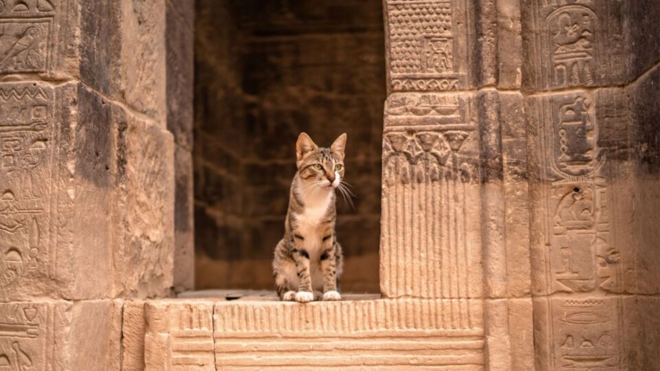 13 Cat Legends And Myths You Probably Never Heard Of