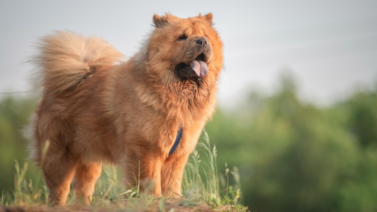 9 Intriguing Fun Facts About Chow Chow Dogs
