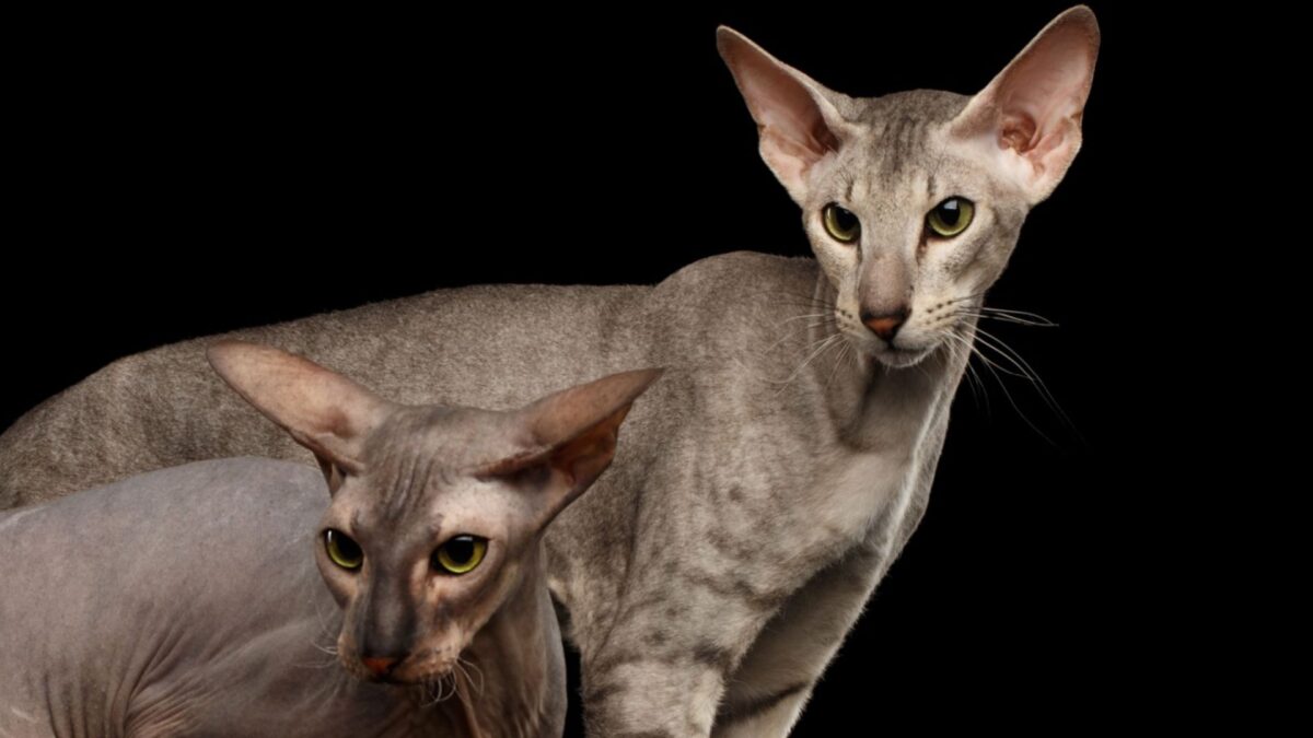 13 Hairless Cat Breeds That Redefine Feline Elegance