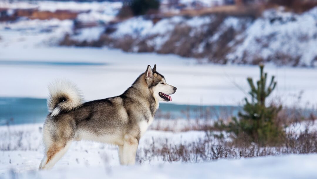 13 Incredible Animals Surviving The World’s Harshest Temperatures