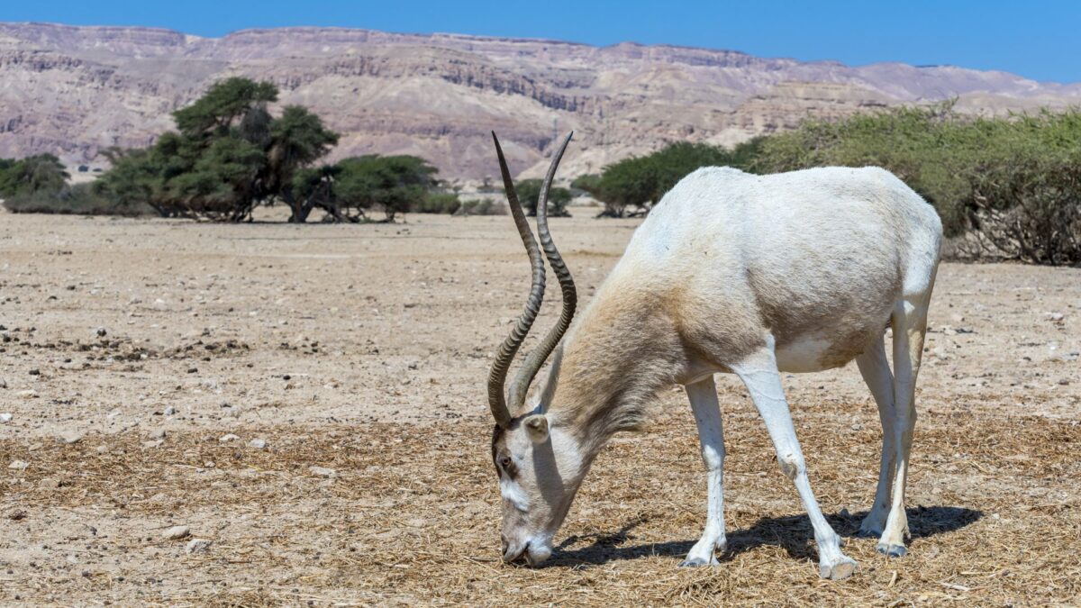 11 Fascinating Animals That Endure Life Without Water
