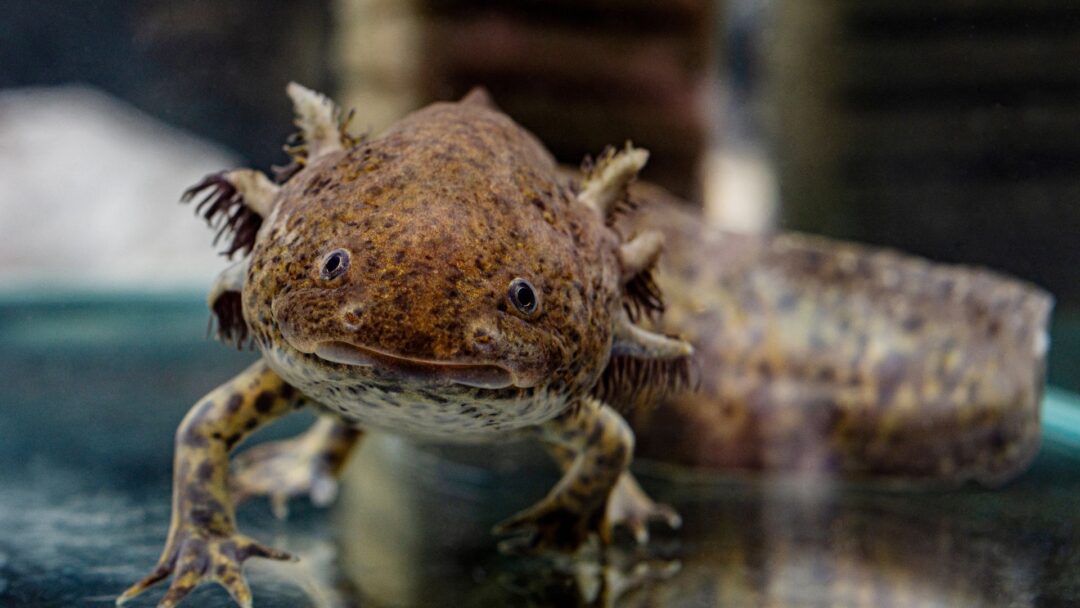 11 Animals With The Most Fascinating Survival Techniques