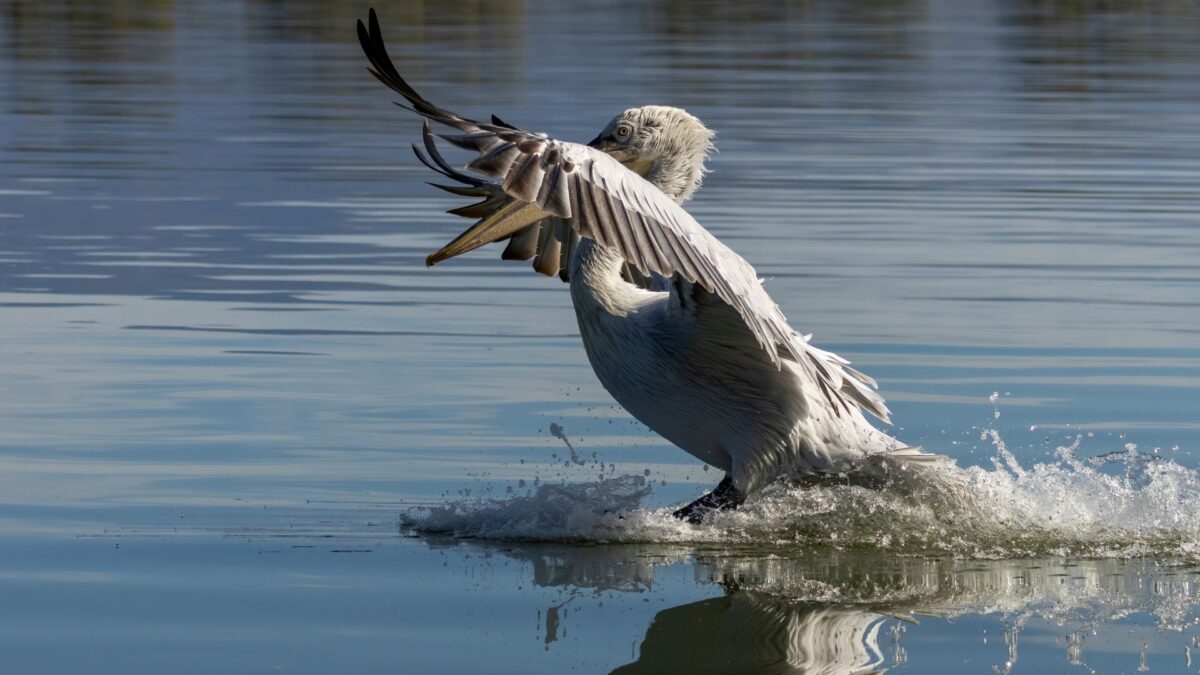 11 Biggest Birds On Earth That Will Take Your Breath Away