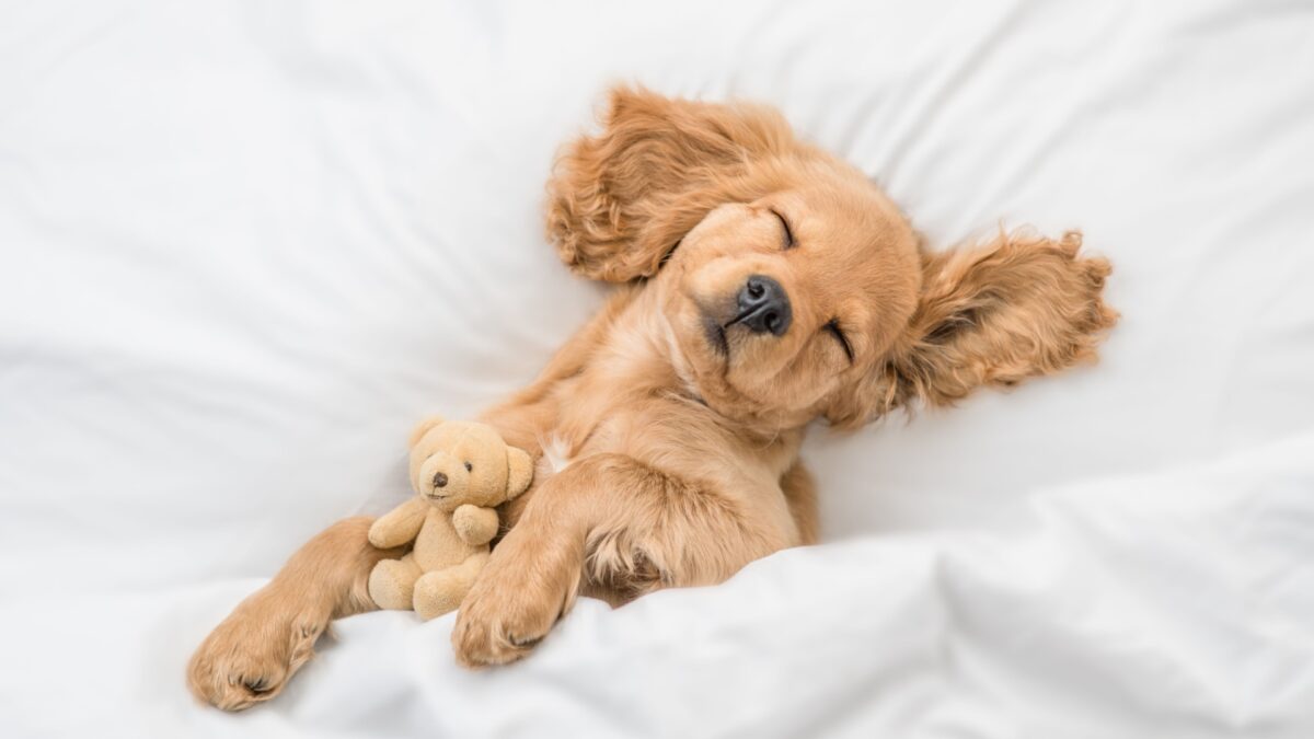 12 Dog Breeds That Sleep The Most Ranked From Least Sleepy To The Sleepiest