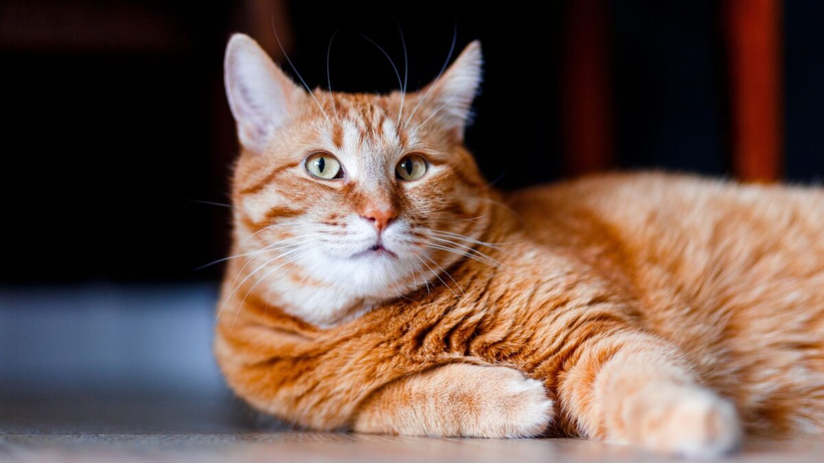 12 Fascinating Facts About Orange Tabby Cats