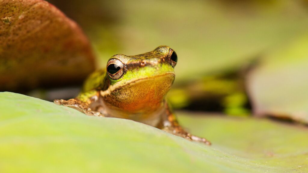 12 Animals That Call Both Land And Water Their Home