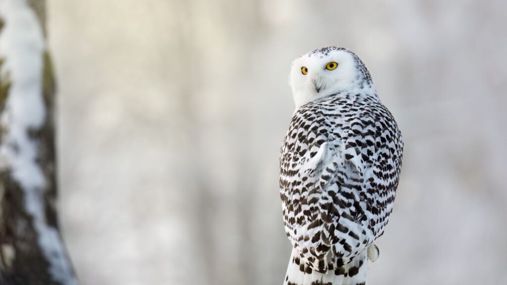 12 Independent Animals Who Love Being Alone