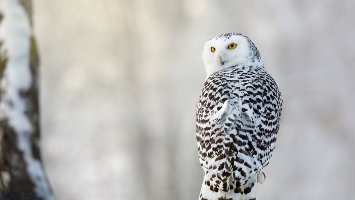 12 Independent Animals Who Love Being Alone