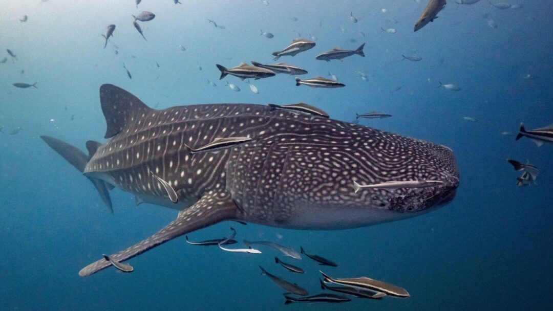 12 Incredible Giants Of The Animal Kingdom