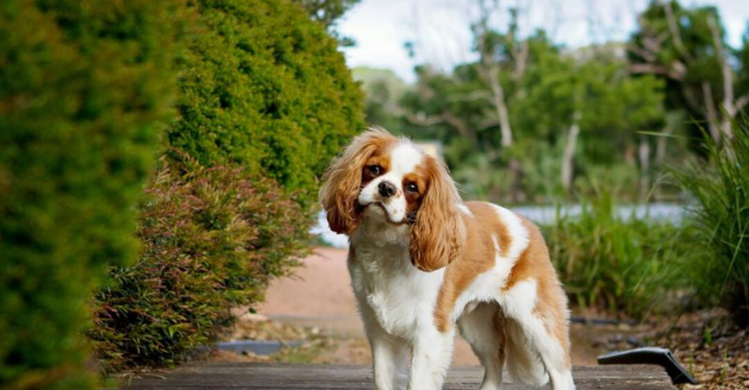 14 Lovable Spaniel Dog Breeds You Absolutely Need To Meet