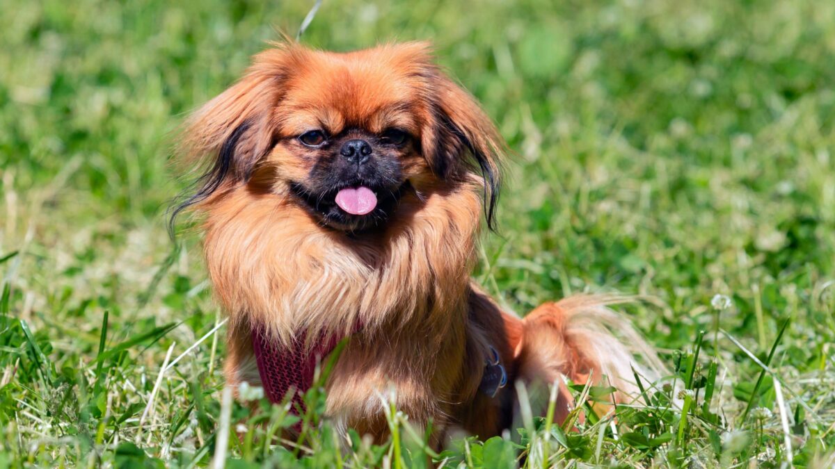 14 Pekingese Colors And Color Combinations, And 7 Markings