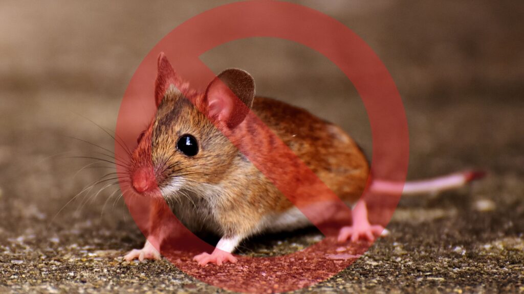 14 Scents That Will Definitely Keep Mice Out Of Your Home